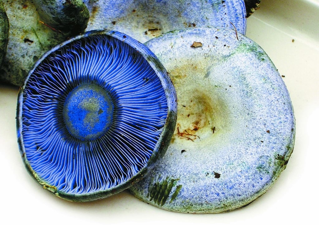 el hongo azul en México | El Universal