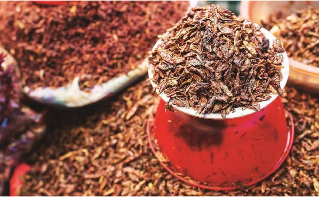 Samara Monroy | El Universal San Luis Potosí