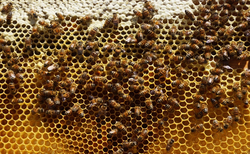 Mexico’s beekeeping industry is at a breaking point