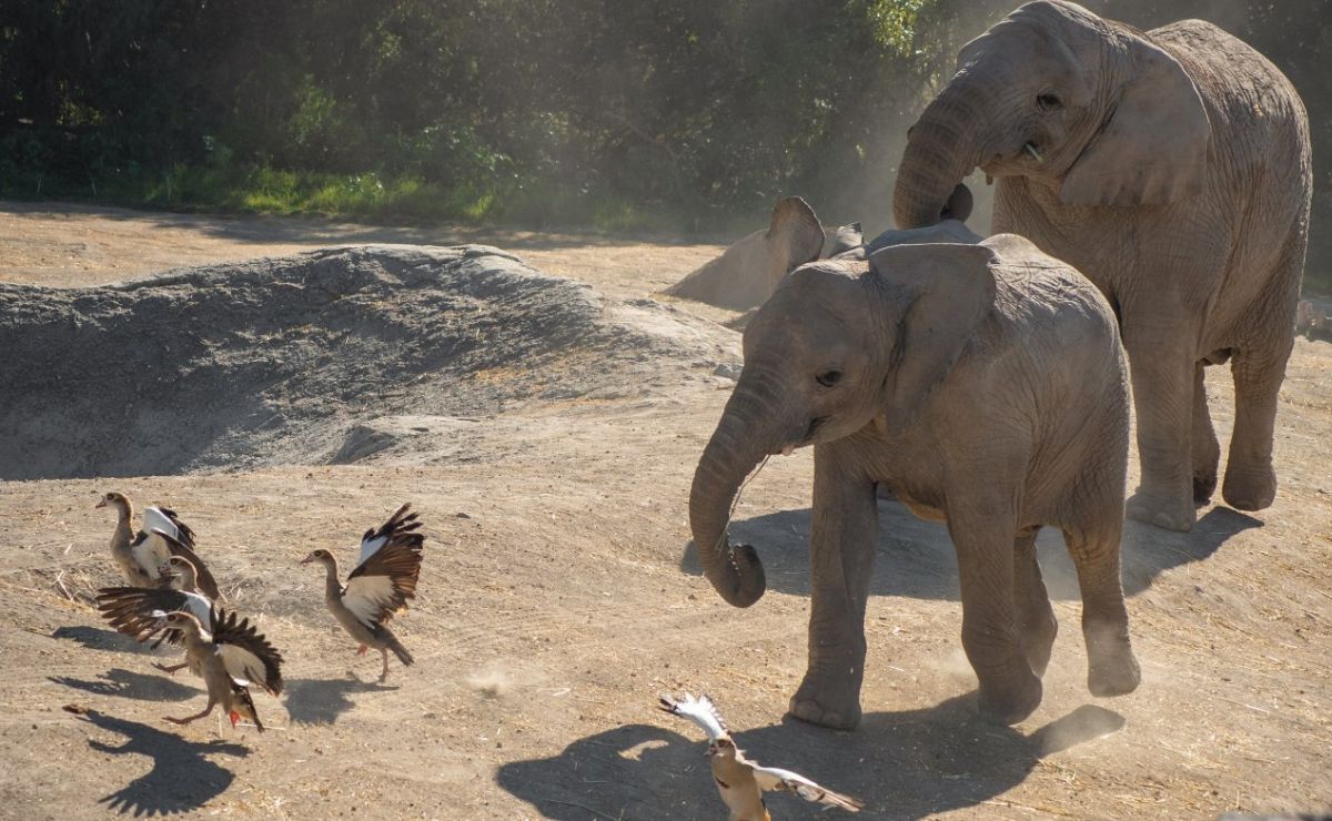 Conoce a la próxima familia de Benito, ya lo esperan en Africam Safari ...