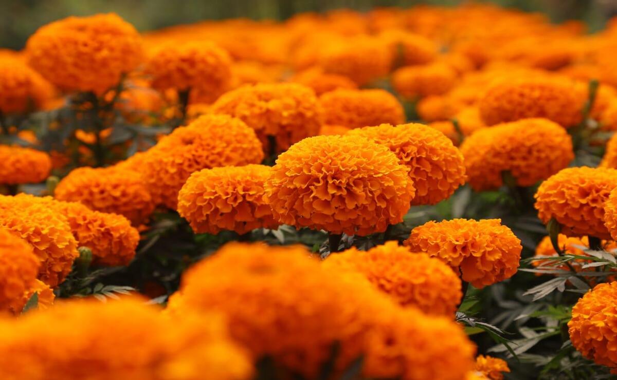 Cempasúchil: Los Poderes Ocultos de la Flor de Muertos