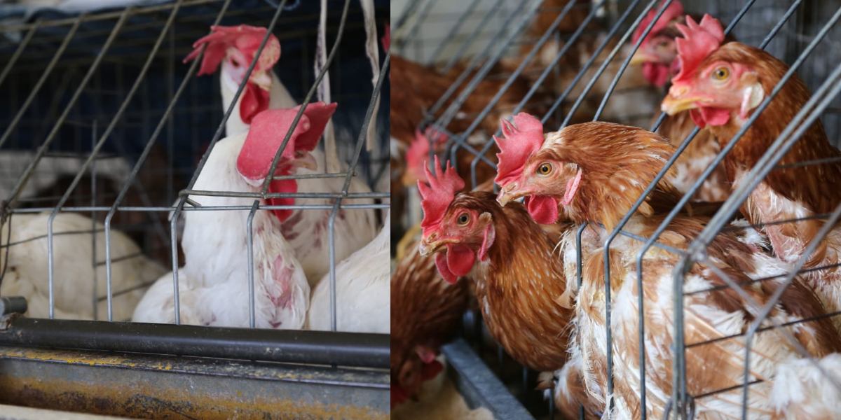 ¿Qué tan contagiosa es la gripe Aviar H5N2? Esto sabemos