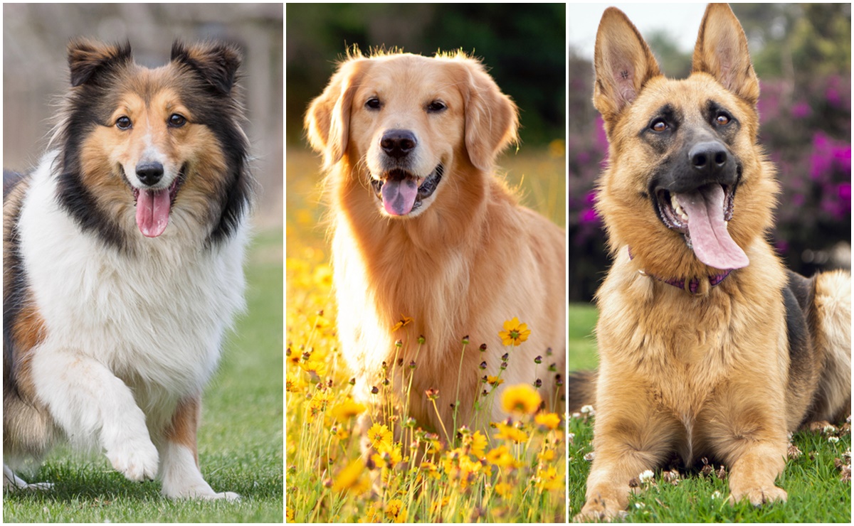 ¿Desobedientes? ¿Traviesos? Estas son las razas de perros con peor ...