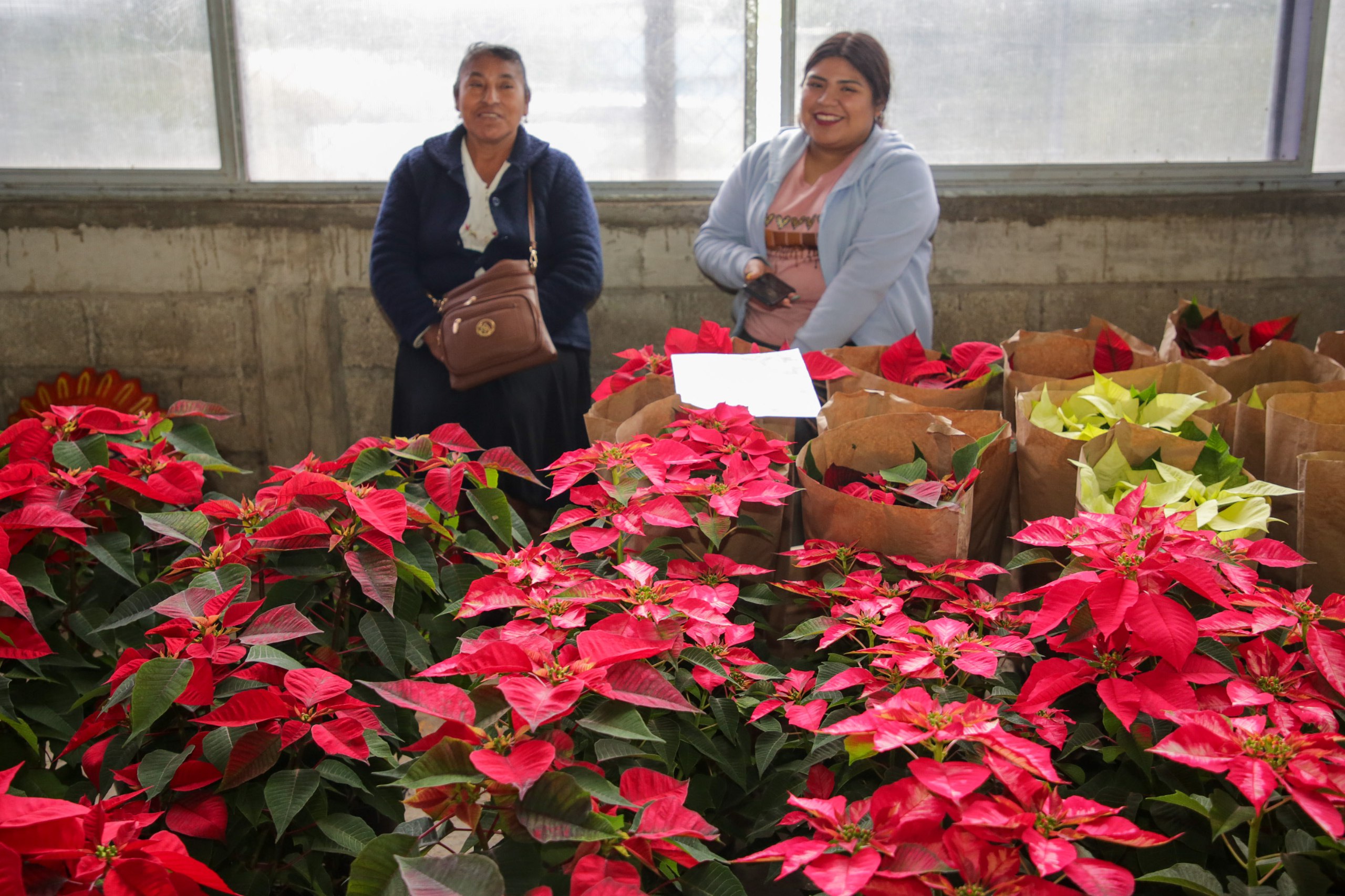 En este municipio están las orquídeas más bonitas de Puebla | El ...