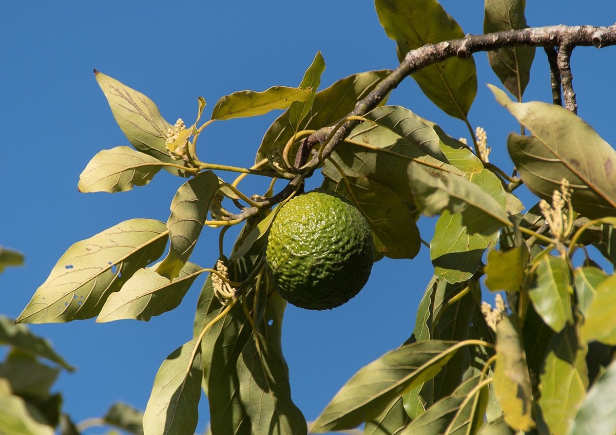 Samara Monroy | El Universal