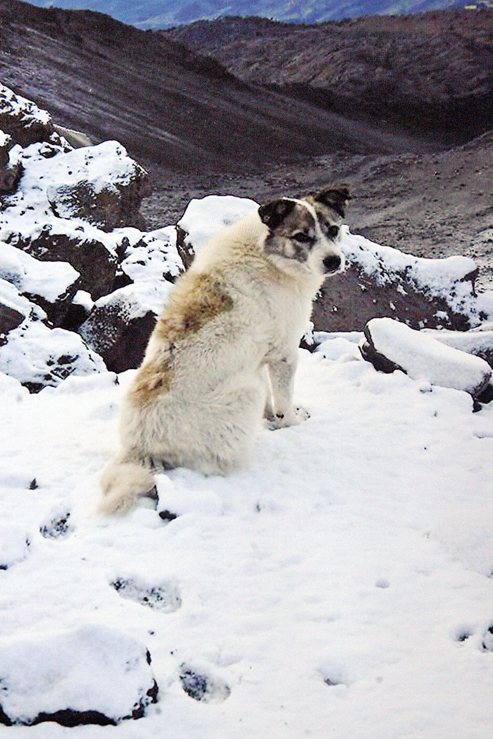 Hospitalizan a Citla, el perro guardián de la montaña | El Universal