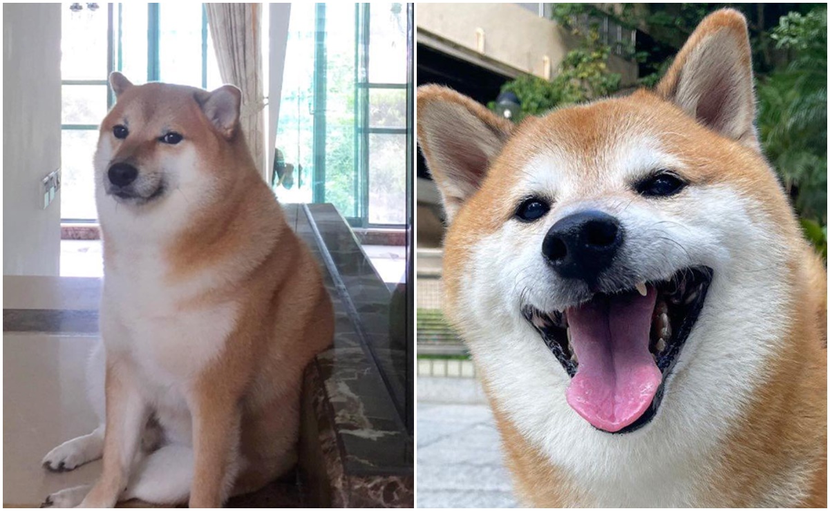 Muere Cheems | El Universal