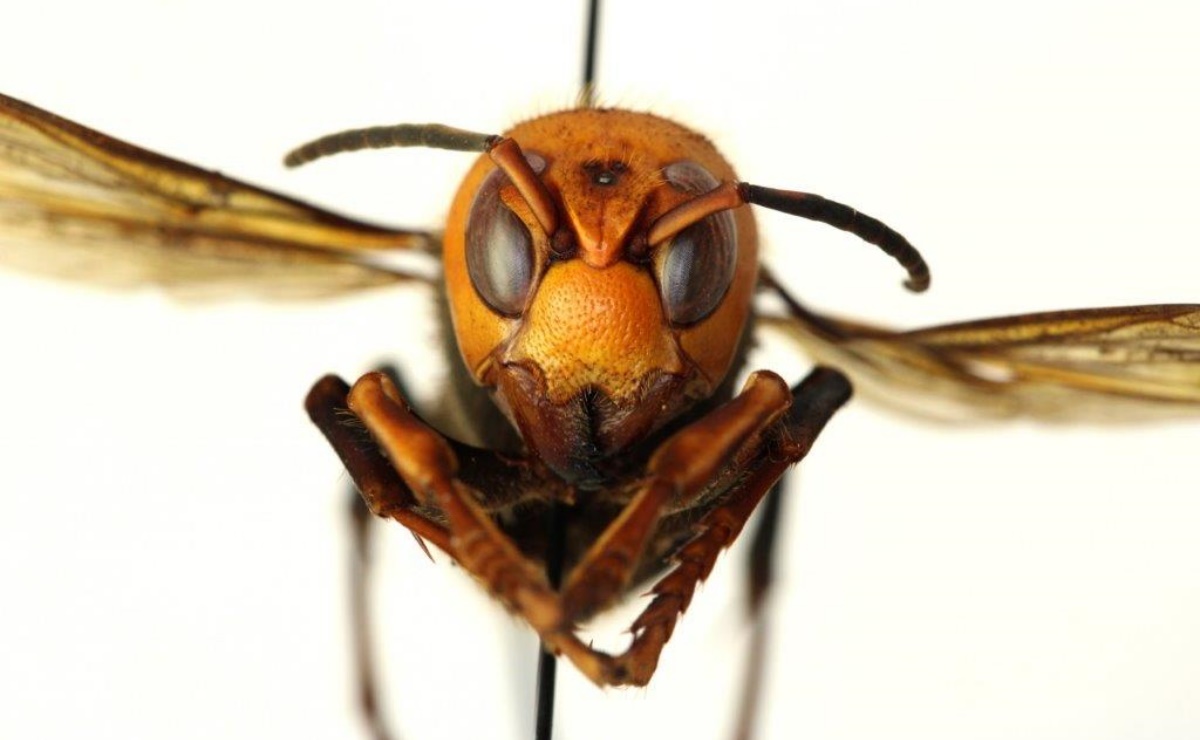 Encuentran en Florida una abeja azul que se creía extinta