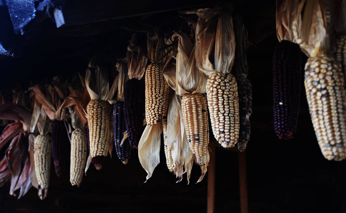 Con fiesta popular abre el Cencalli, museo del maíz