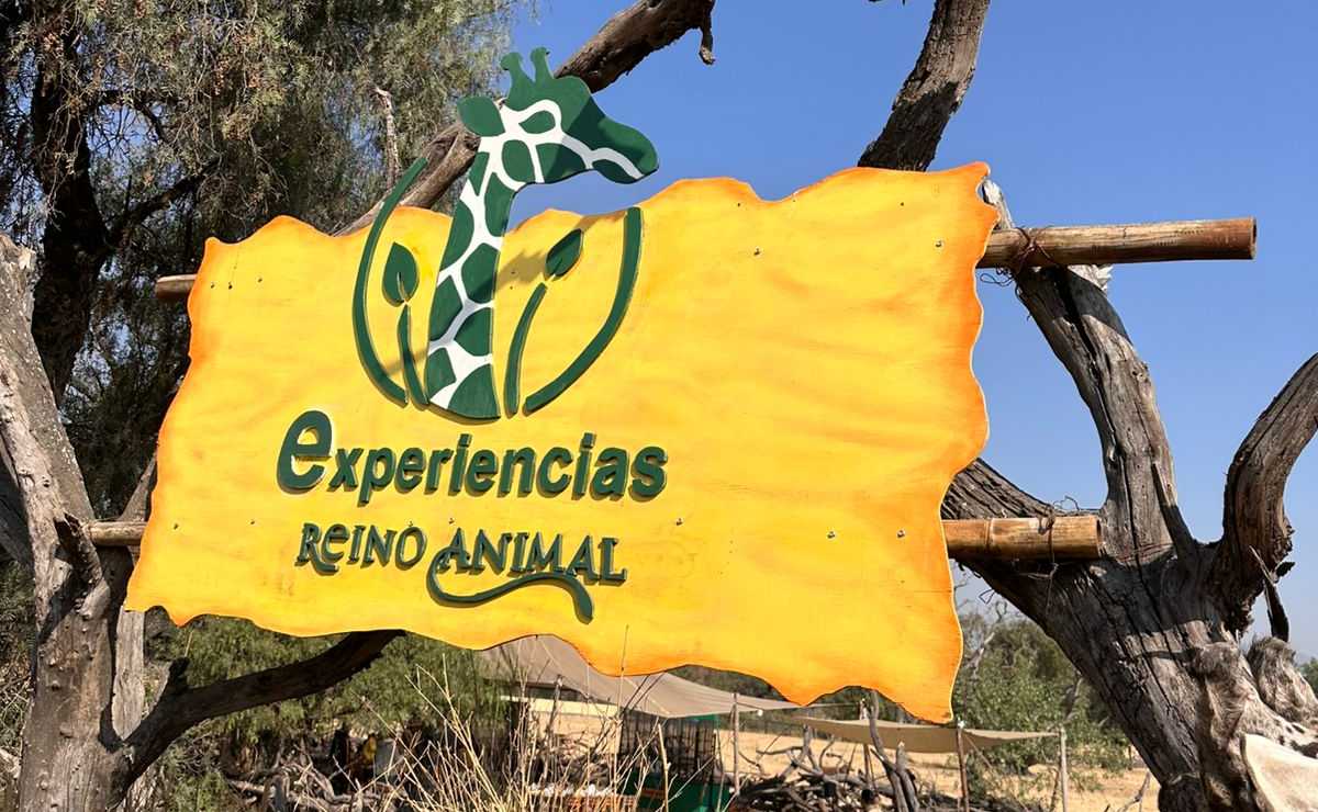 El gasto anual de ser aficionado de un equipo de la Liga MX y cómo ...