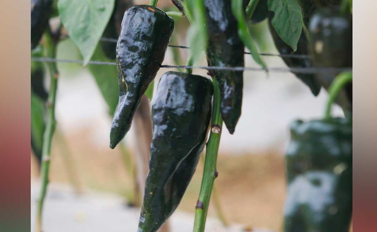 ¿Cuáles son los chiles más picantes y por qué pican? | El Universal Puebla