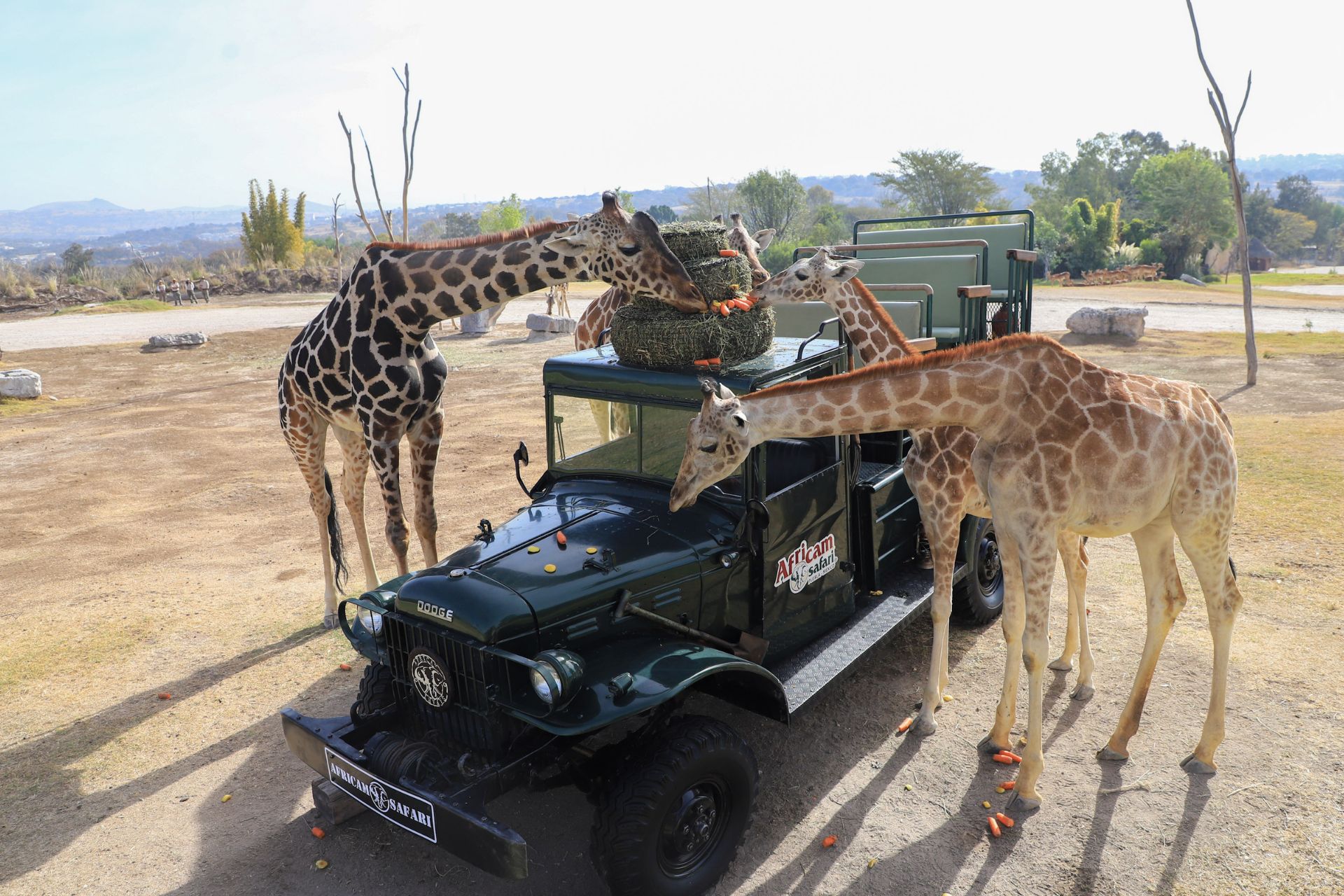 Cuánto cuesta la entrada a Africam Safari | El Universal Puebla