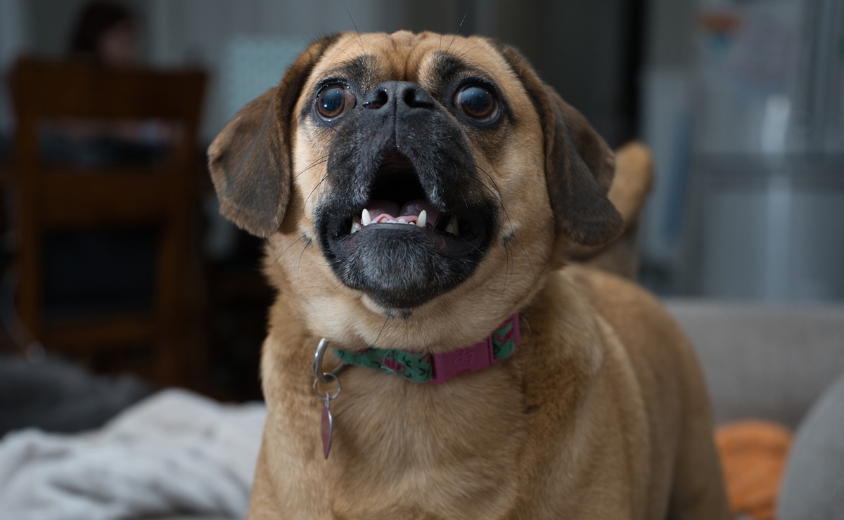 ¿Verdad o mito? ¿Los perros pueden ver fantasmas? Esto dice la ciencia