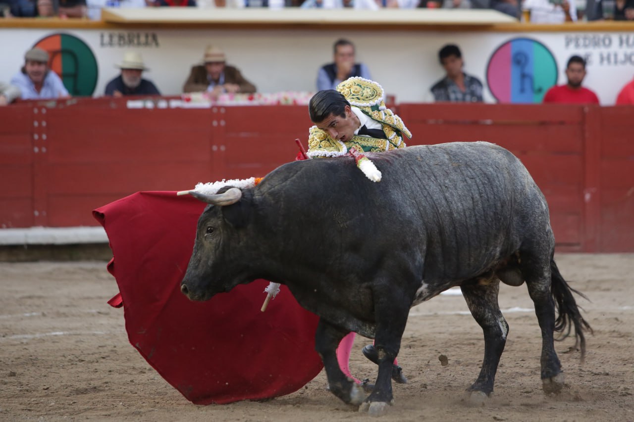 Día Mundial Antitaurino: ¿En Puebla están permitidas las corridas de ...