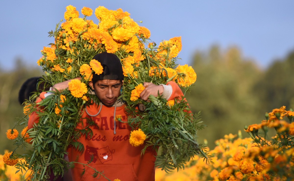 La leyenda azteca de amor y muerte de la flor de cempasúchil | El ...