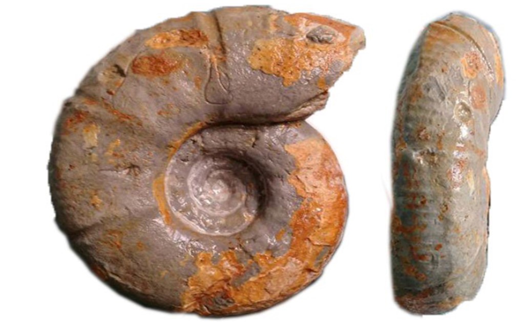 Mexican paleontologists uncover bone pathologies in dinosaurs