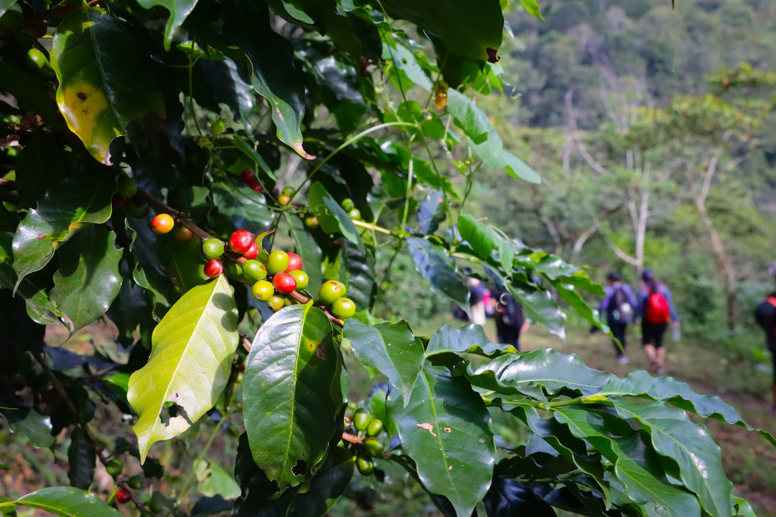 En Este Municipio Se Produce Uno De Los Cafés De Más Alta Calidad De