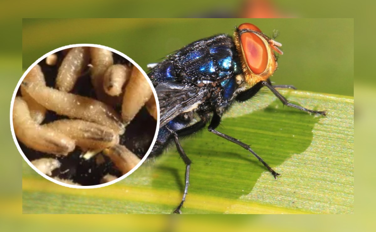 Gusano Barrenador Cómo Es El Proceso De Infestación Y Cuáles Son Los