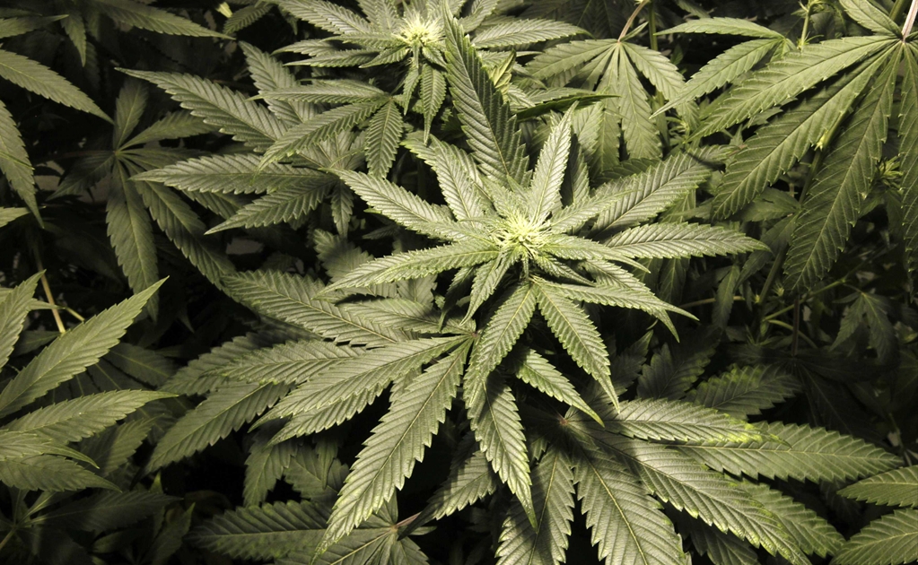 Mexico sees great potential in cannabis industry