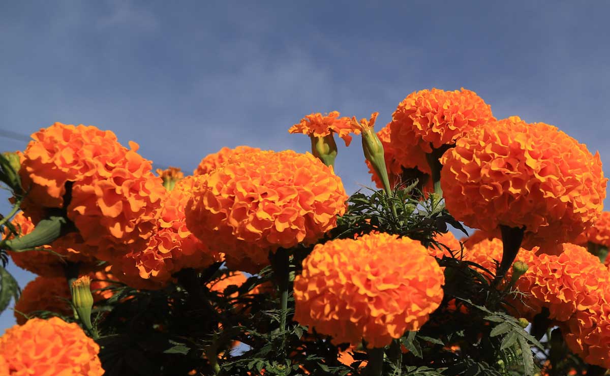 Flor de cempasúchil: Productores de Atlixco esperan compradores de ...