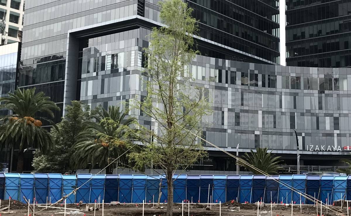 Buena señal que ahuehuete muestre hojas verdes | El Universal