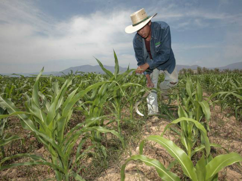 sembradíos | Querétaro