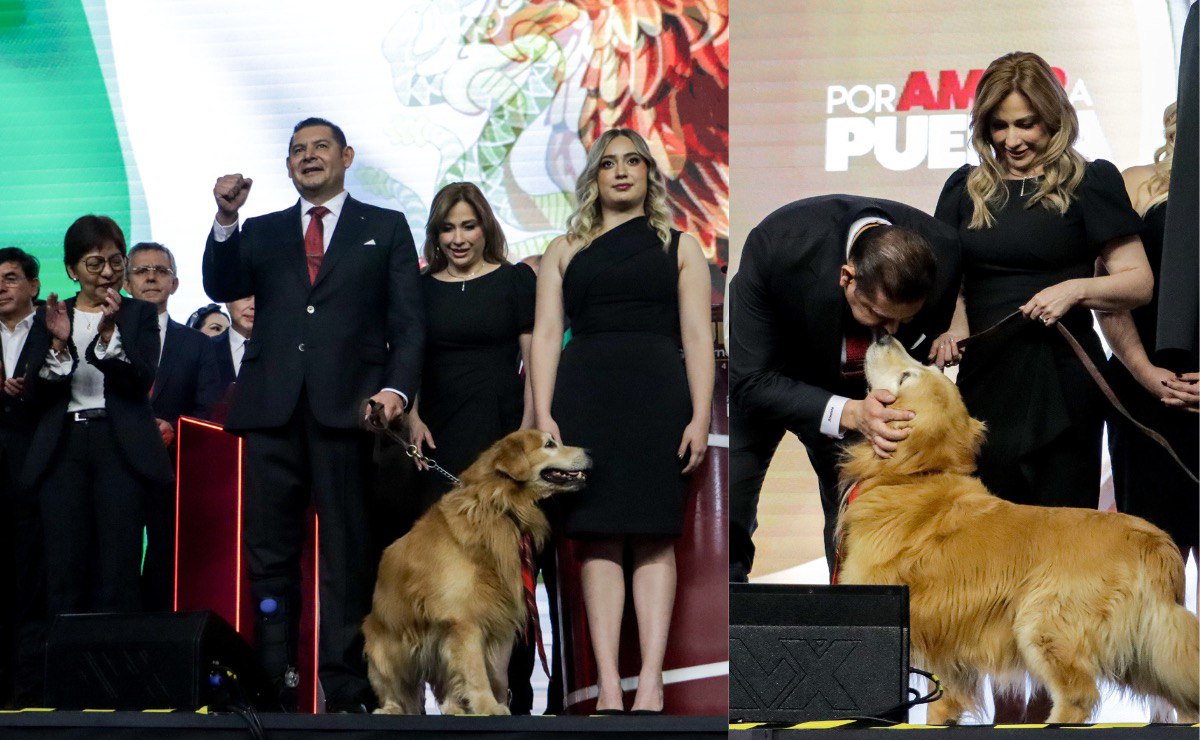 Muere Tommy, el perrito más famoso de Puebla