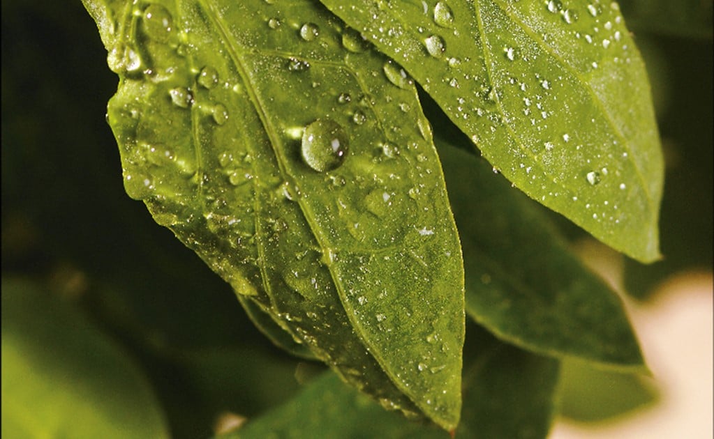 Avocado pit tea, full of health benefits