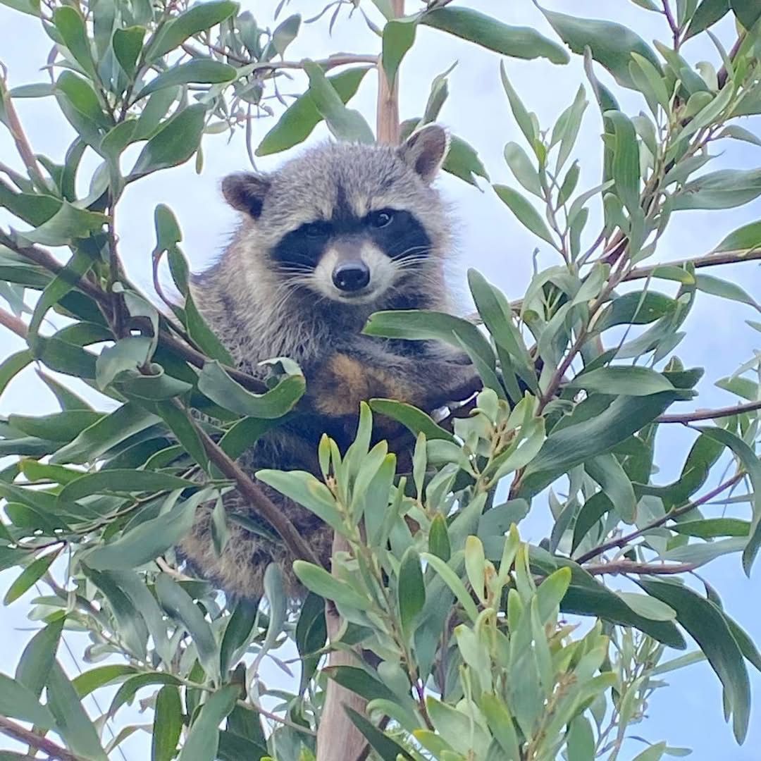 mapache | El Universal Hidalgo