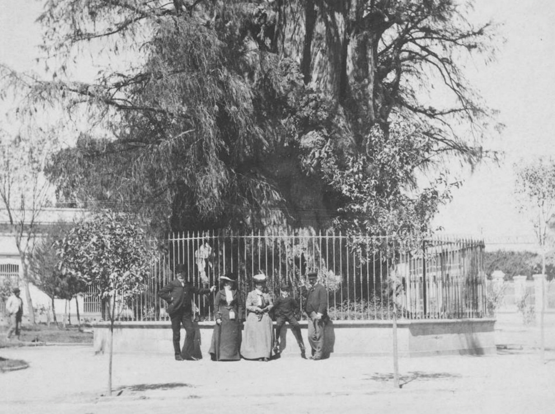 Ahuehuetes: los viejos gigantes del agua