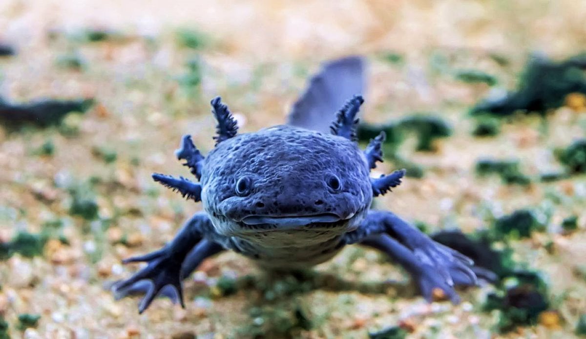 ajolote | El Universal