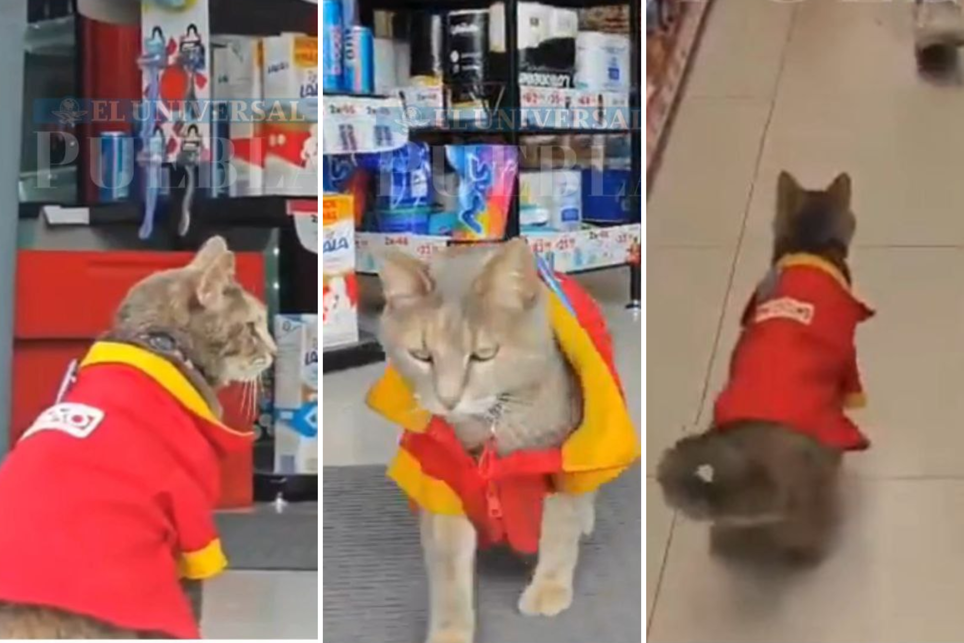 Cuánto cuesta la mini tienda de OXXO que todos quieren y ya es viral en ...