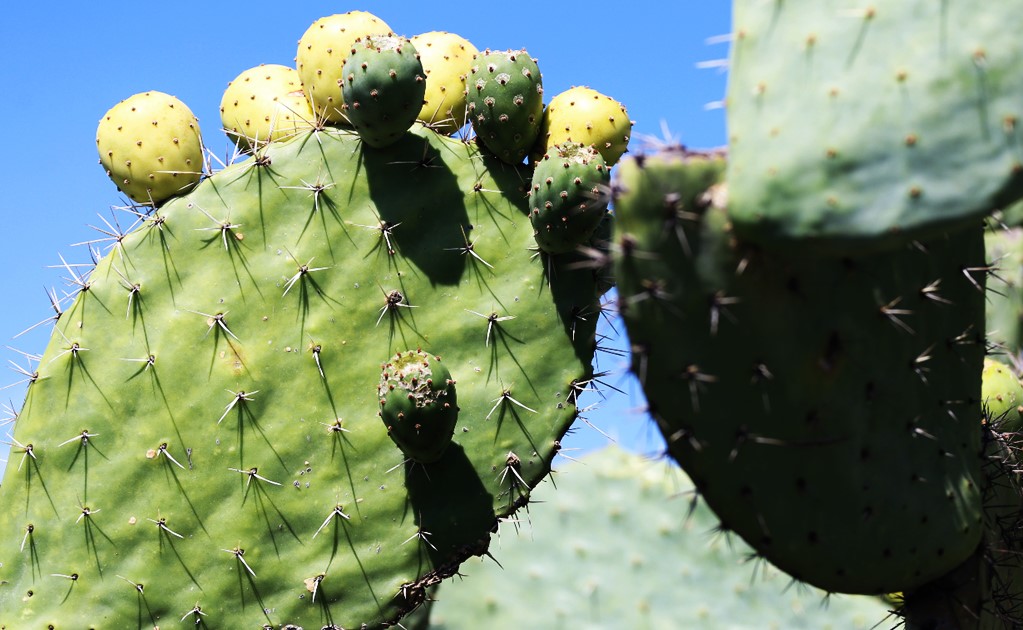 Mexico boasts world’s first cactus biogas plant