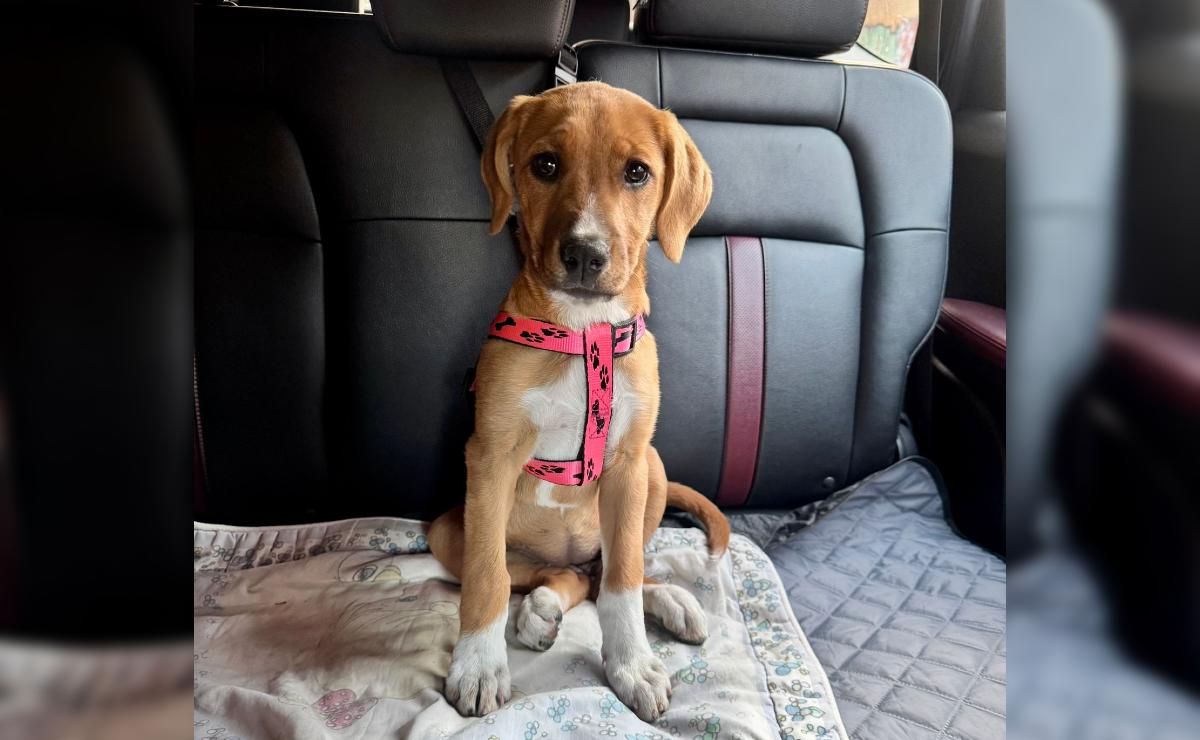 Colapsa Línea 3 del Metro CDMX: Reportan retrasos y estaciones ...