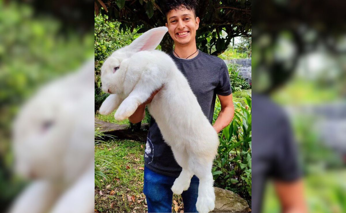 ¿Qué precio tienen los conejos más grandes del mundo que se crían en ...