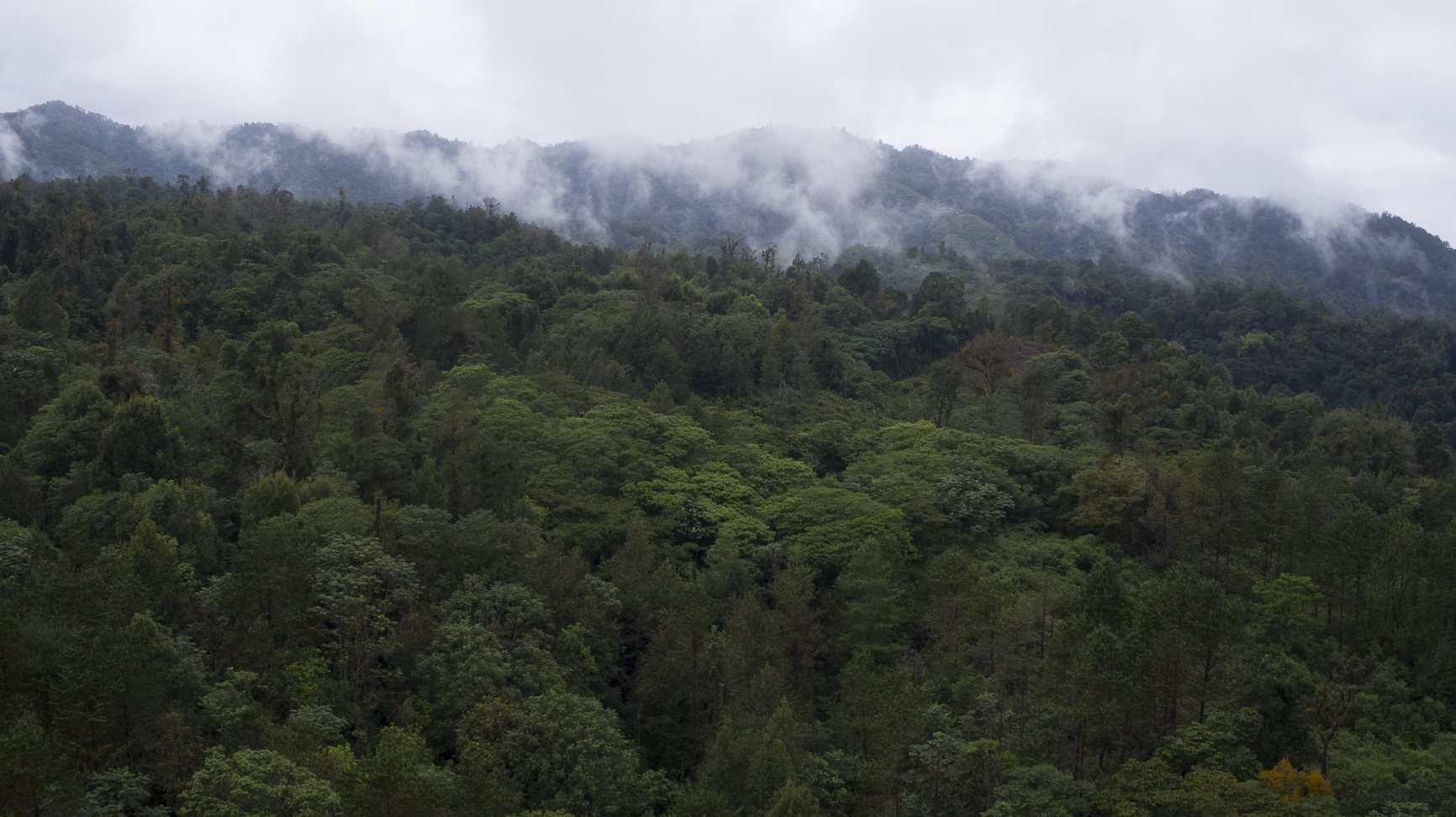 bosque | El Universal Puebla