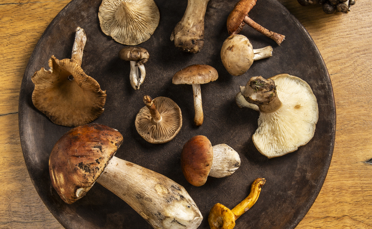 El poder de los hongos, inclúyelos en tu dieta