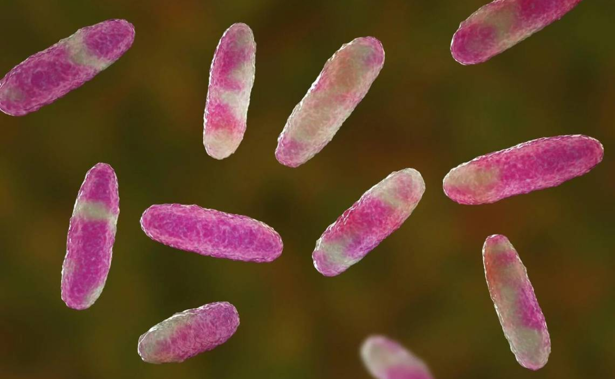 Edomex pone en vigilancia a hospitales por brote de bacteria Klebsiella oxytoca que mató a 13 ...