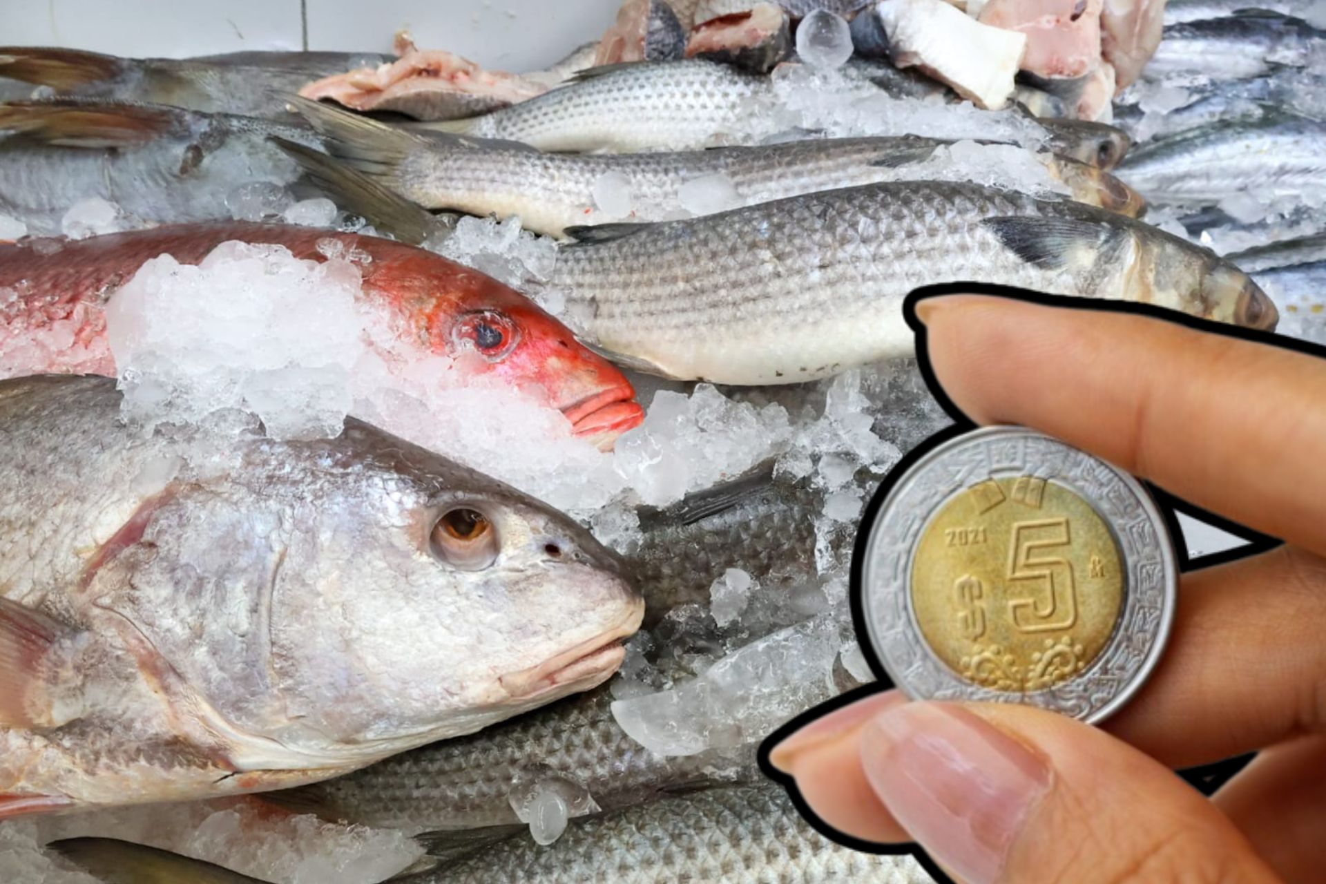 Festival del Globo de Cantoya, un evento que no te puedes perder