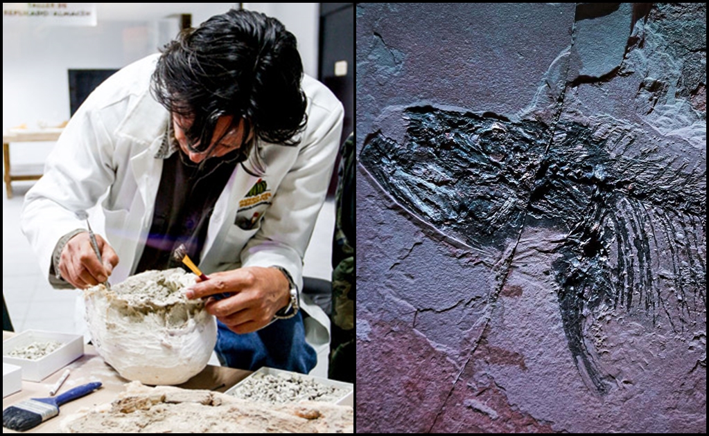 Mexican paleontologists uncover bone pathologies in dinosaurs