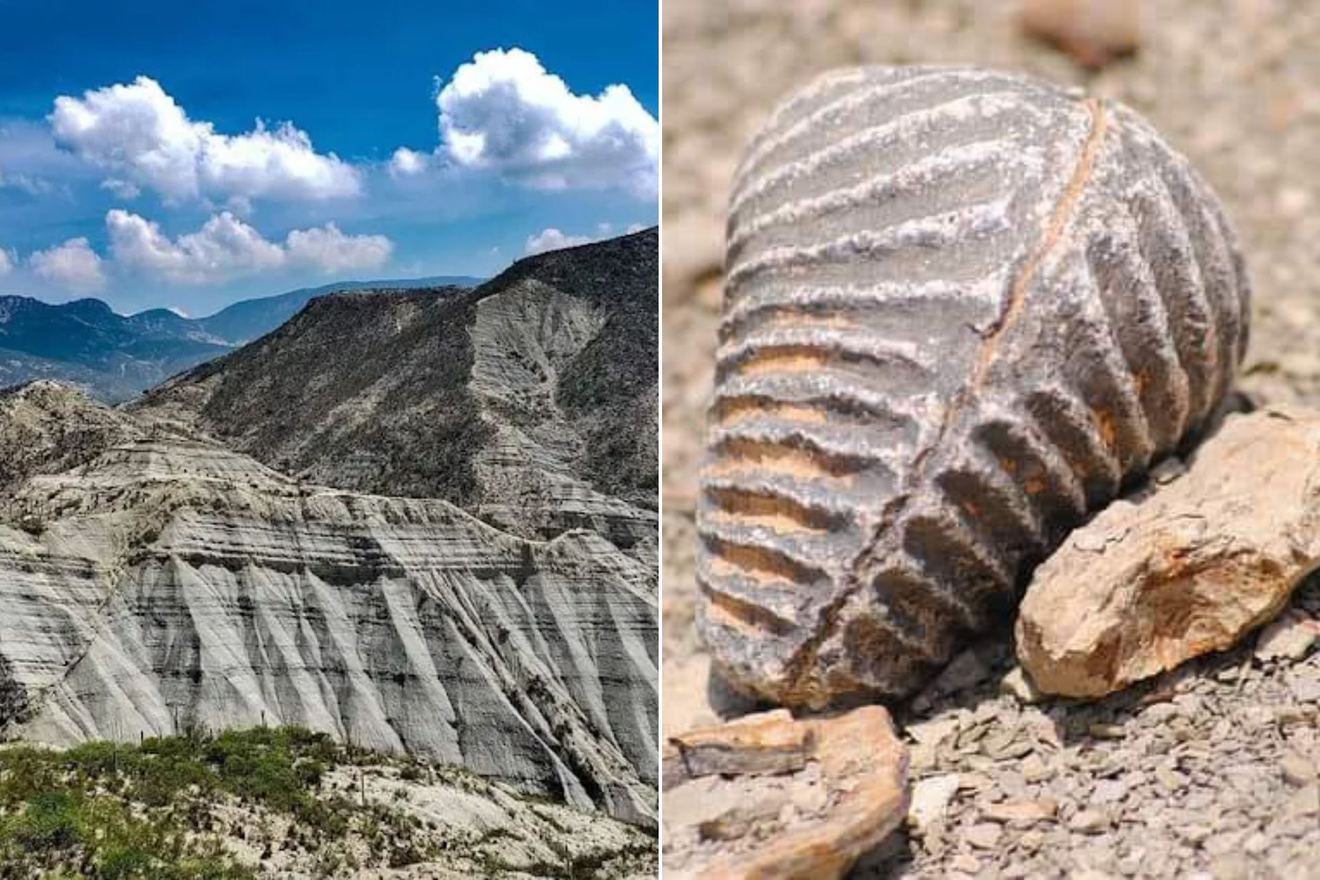 Qué son los tlalitos, el ingrediente secreto de las quesadillas de ...