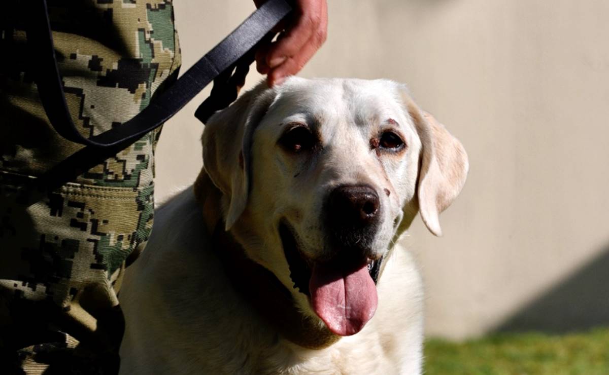 Frida, la perrita rescatista que vive en el corazón de los poblanos ...