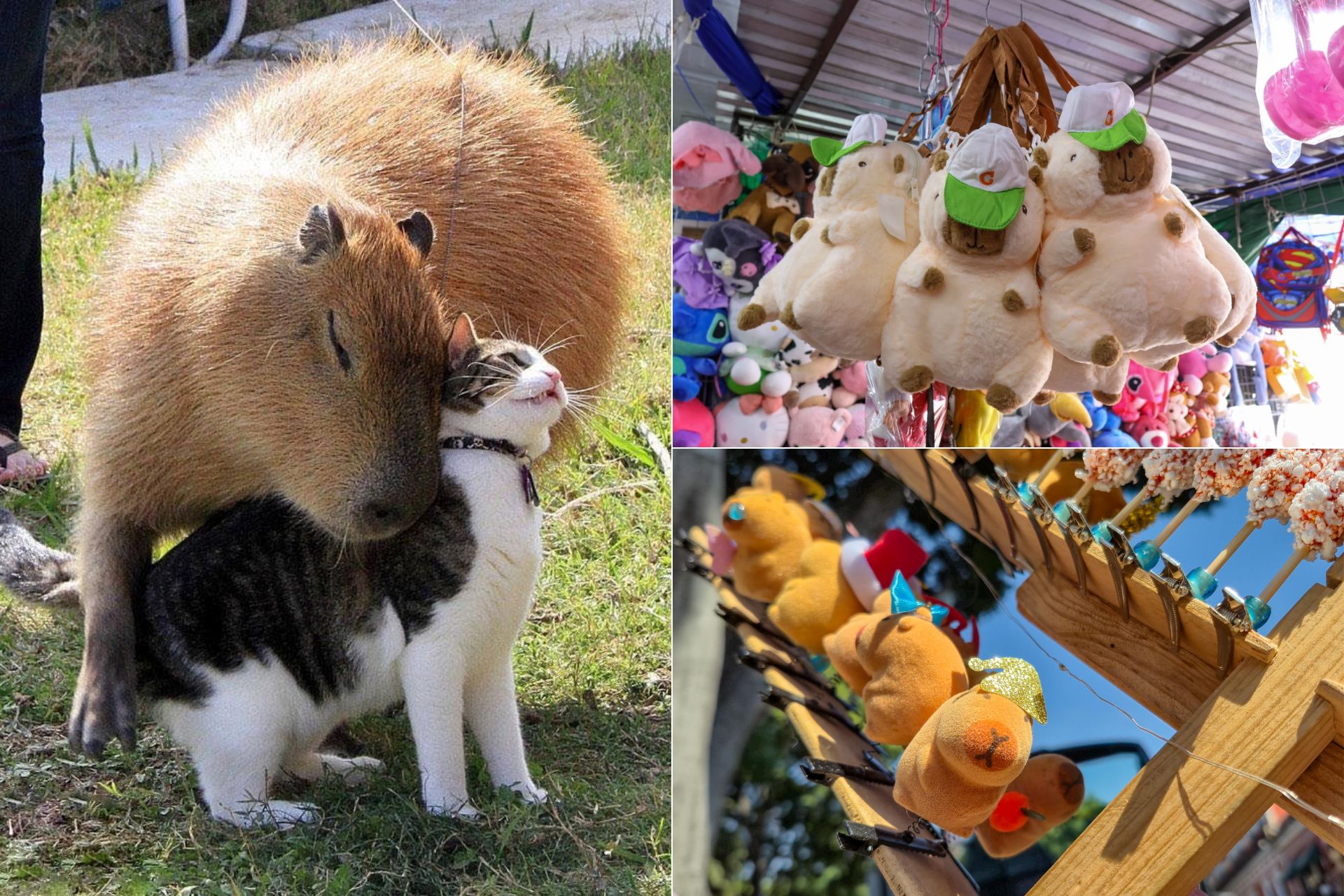 Capibaras en México: En estos zoológicos puedes conocerlos | El ...