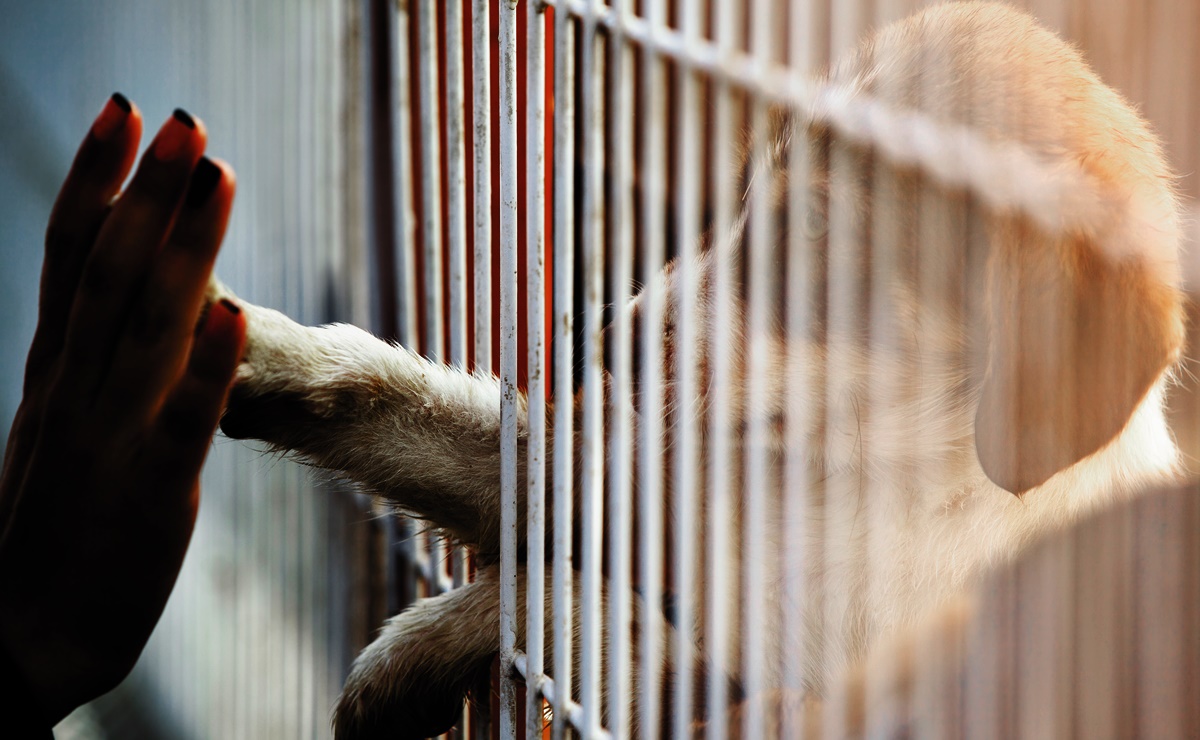 Ejército mexicano celebra el primer cumpleaños de Arkadas, perro ...