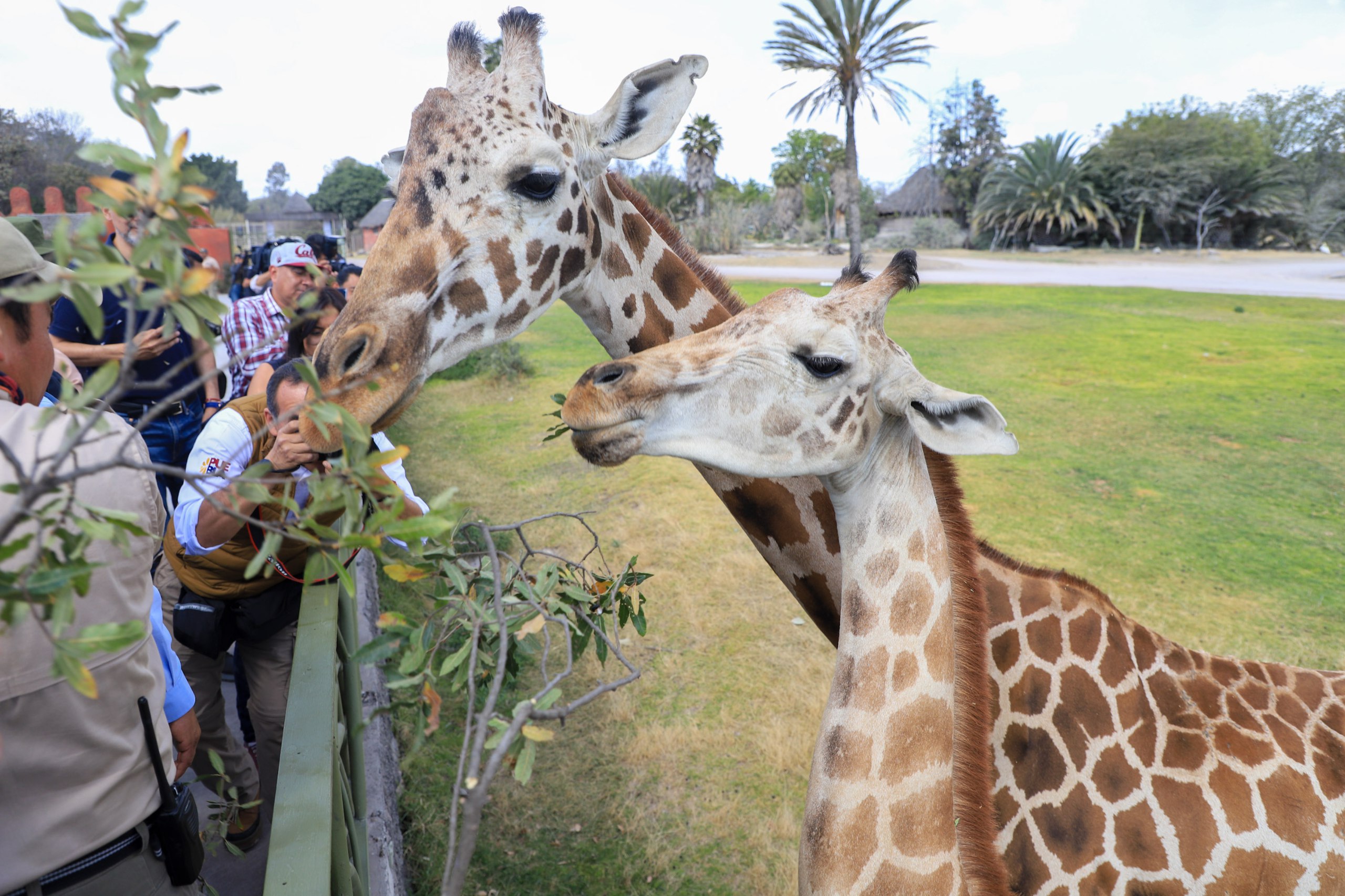 FOTOS Así se vería el Africam Safari en el año 2050 según la ...