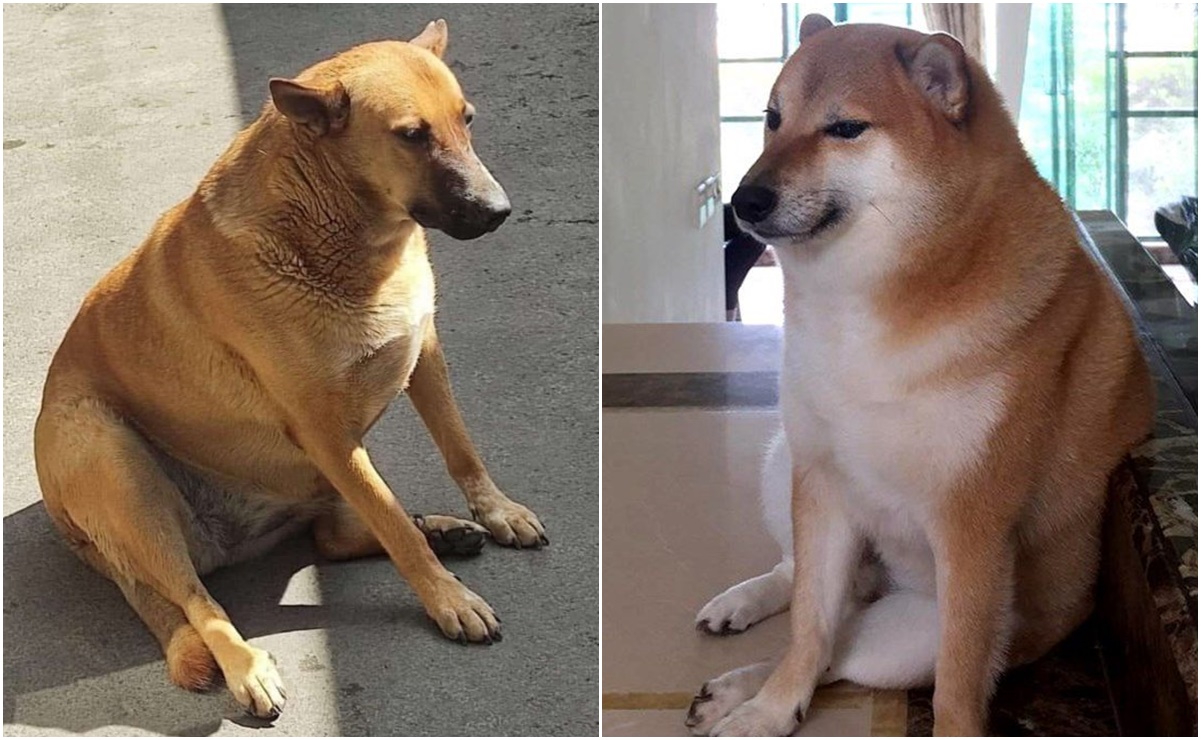 Cheems mexicano | El Universal