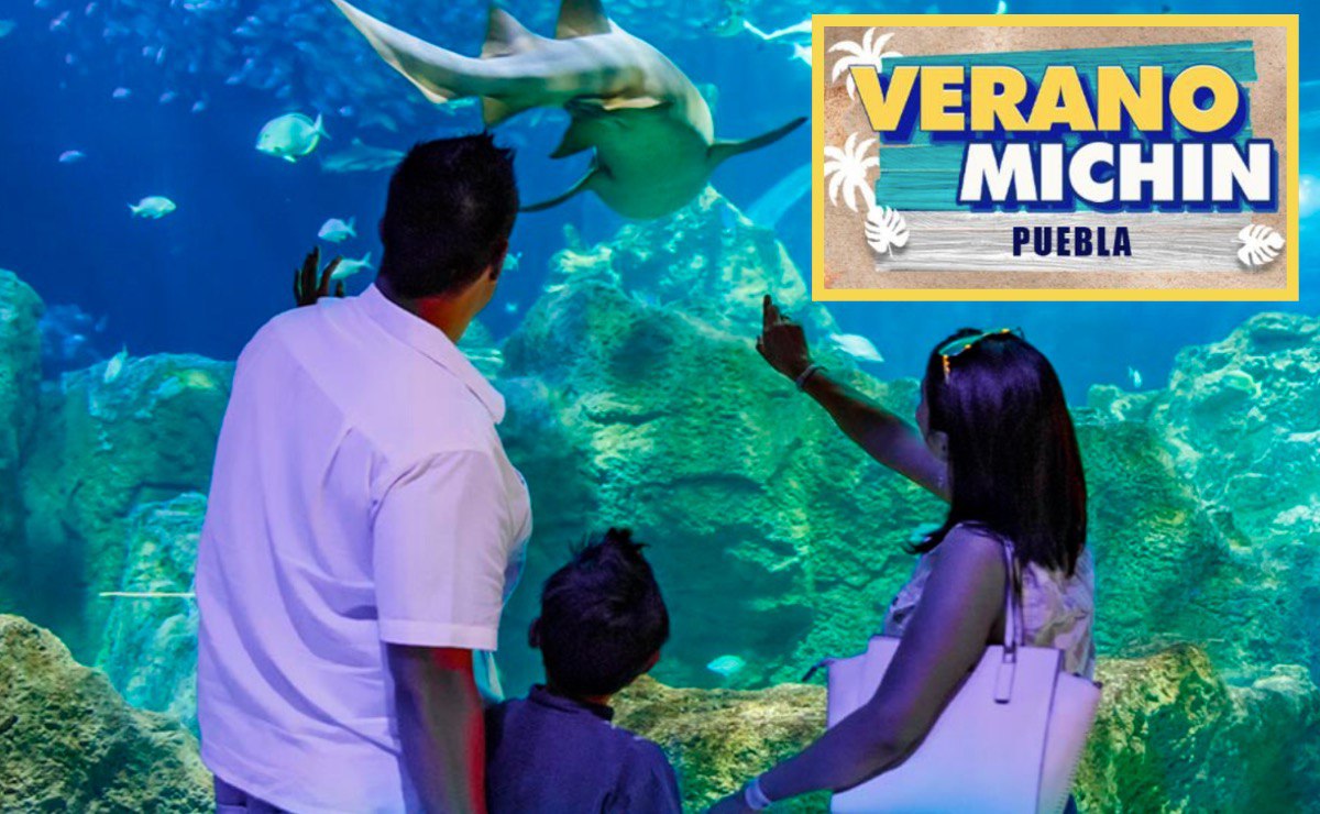 ¡Imperdible en Puebla! En Acuario Michin vive la experiencia de abrazar ...