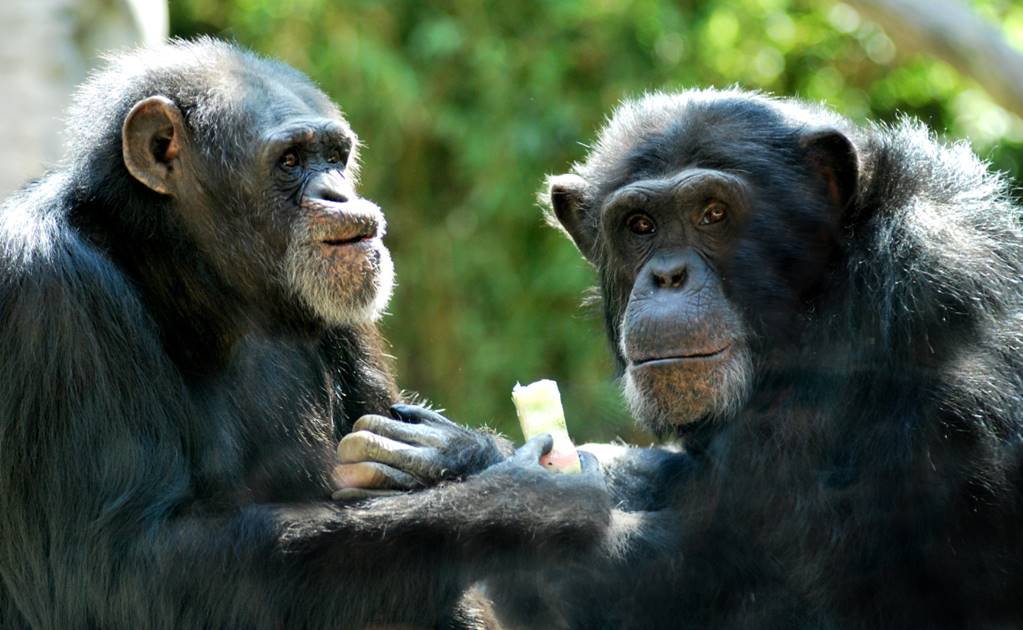 Los simios piensan muy parecido a los humanos | El Universal
