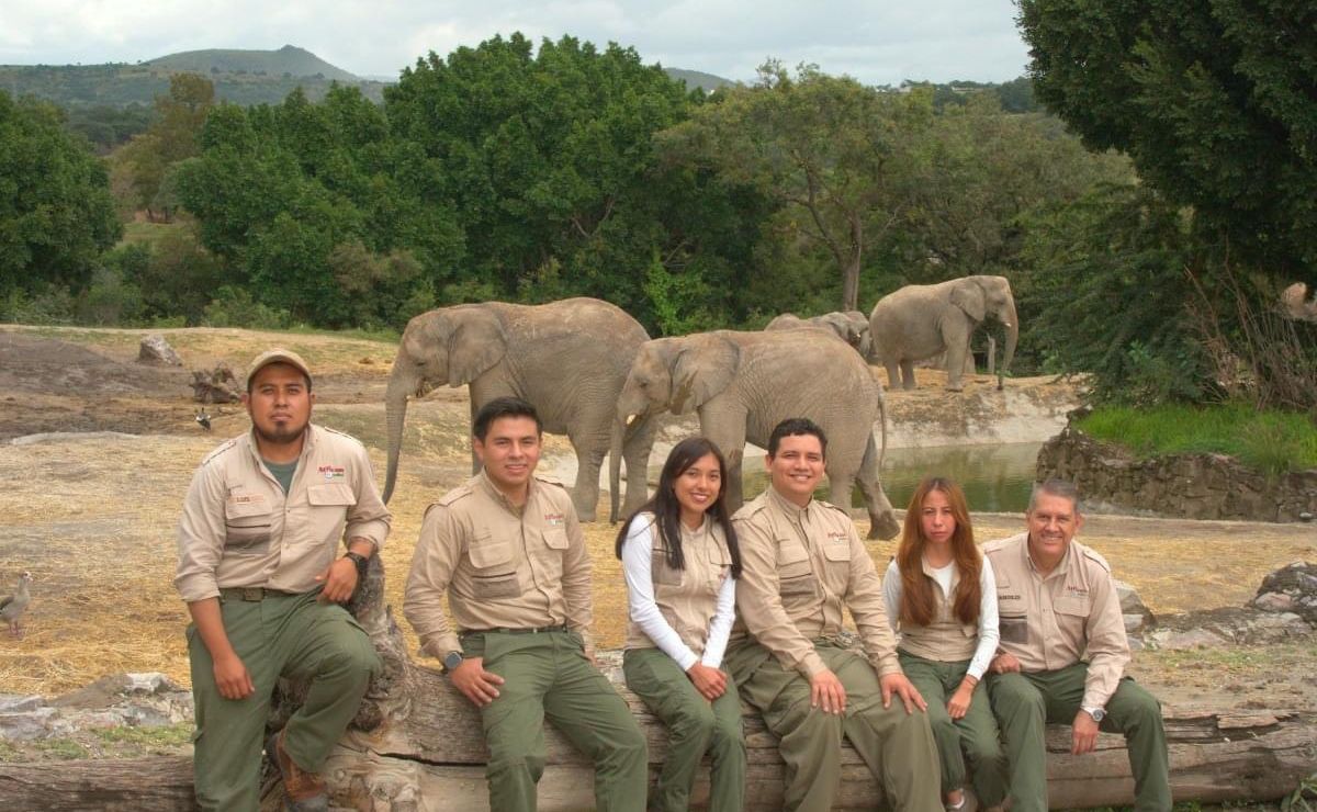 Qué es y cuándo inicia el Safari Nocturno en Africam Safari | El ...
