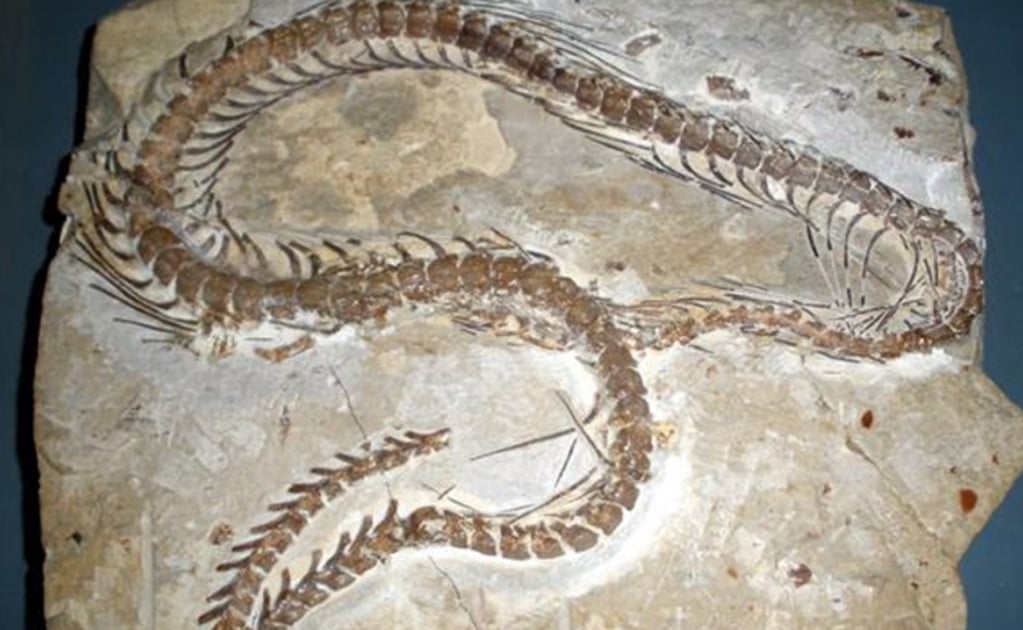 Descubren gusano prehistórico con 50 espinas | El Universal